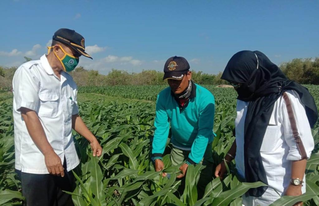 DEMPLOT PEMUPUKAN BERIMBANG PADA TANAMAN JAGUNG – Dinas Pertanian ...
